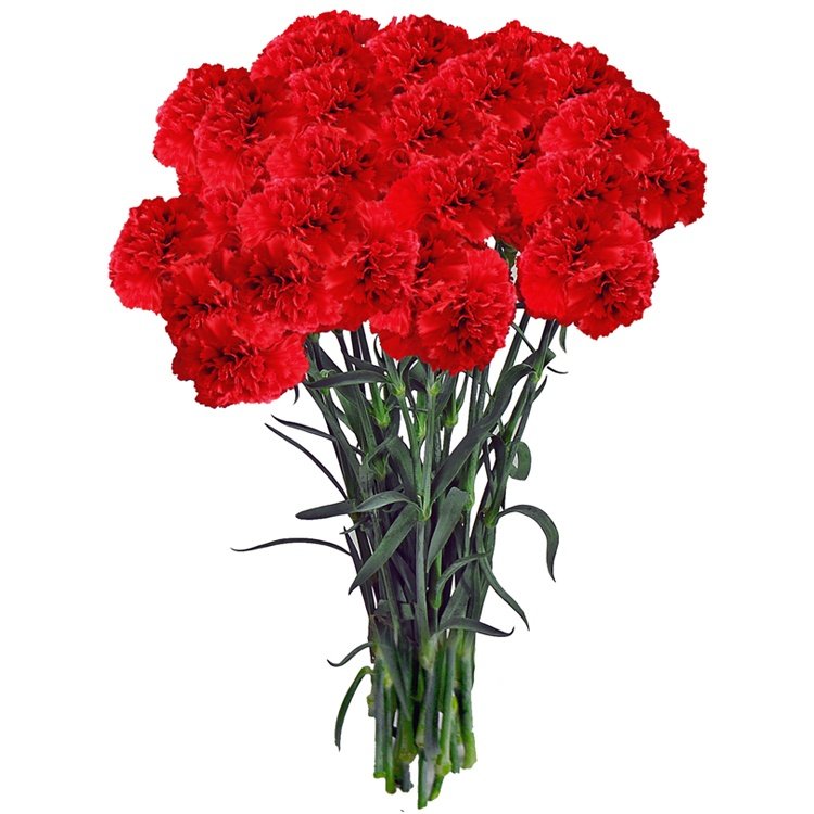 Maço Com 10 Cravos Vermelhos Cravos Tipo De Flores