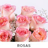 Nova Flor: Floricultura Online Com Entrega Em Todo o Brasil