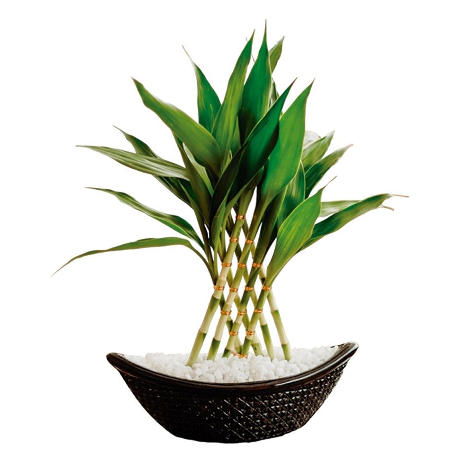 Bambu Da Sorte Barca Preta | Nova Flor